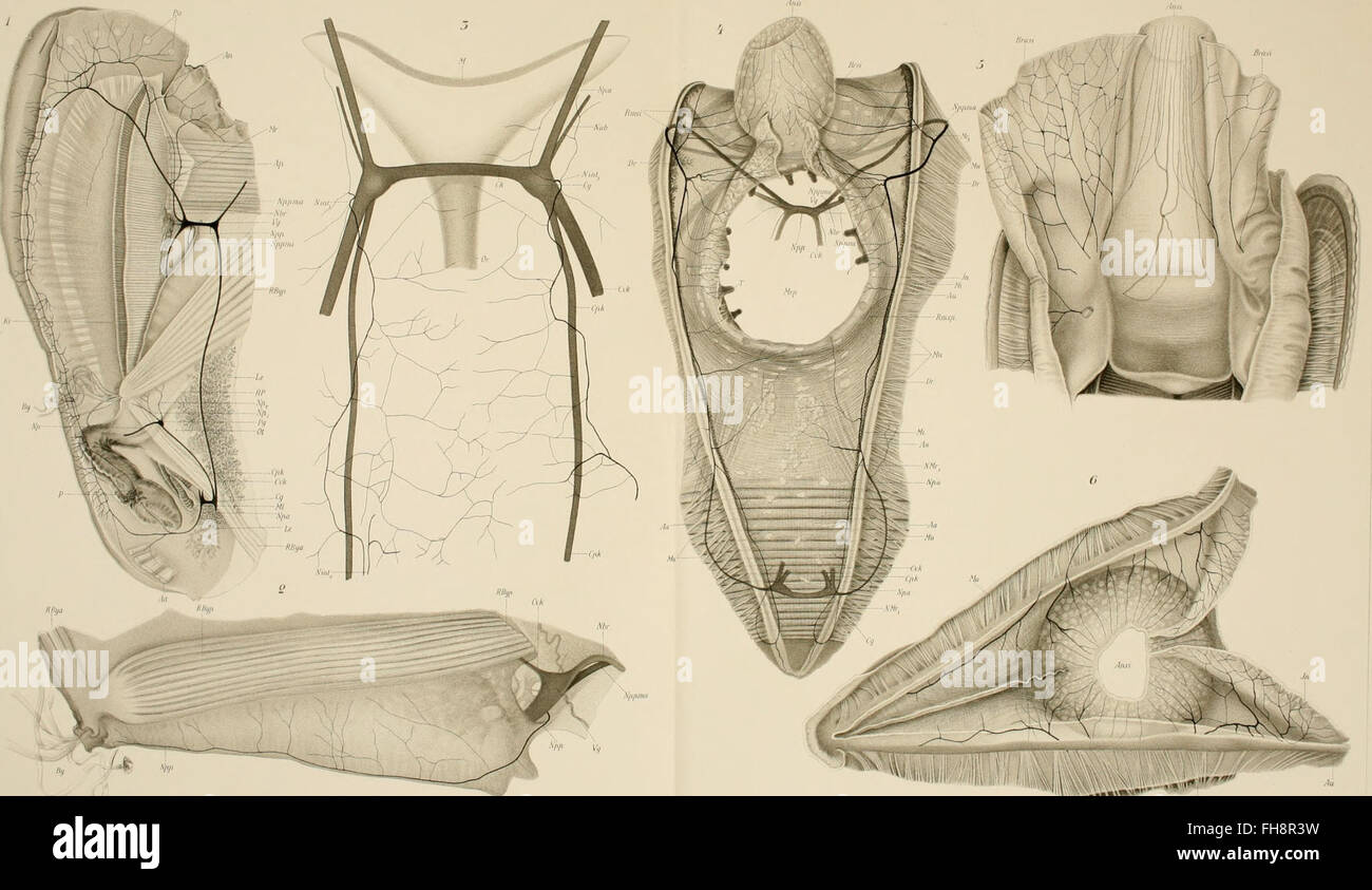 Les Mytilidae du golfe de Naples et des mers adjacentes, partie I (1902 ...