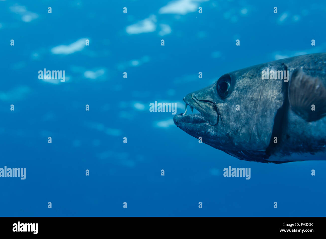 Close up de la bécune dents dans l'eau bleue, sphyraena barracuda Photo ...