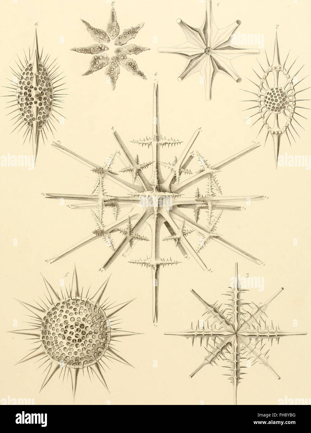 Une monographie de 1862 portant sur les radiolaires (Rhizopoda radiaria ...
