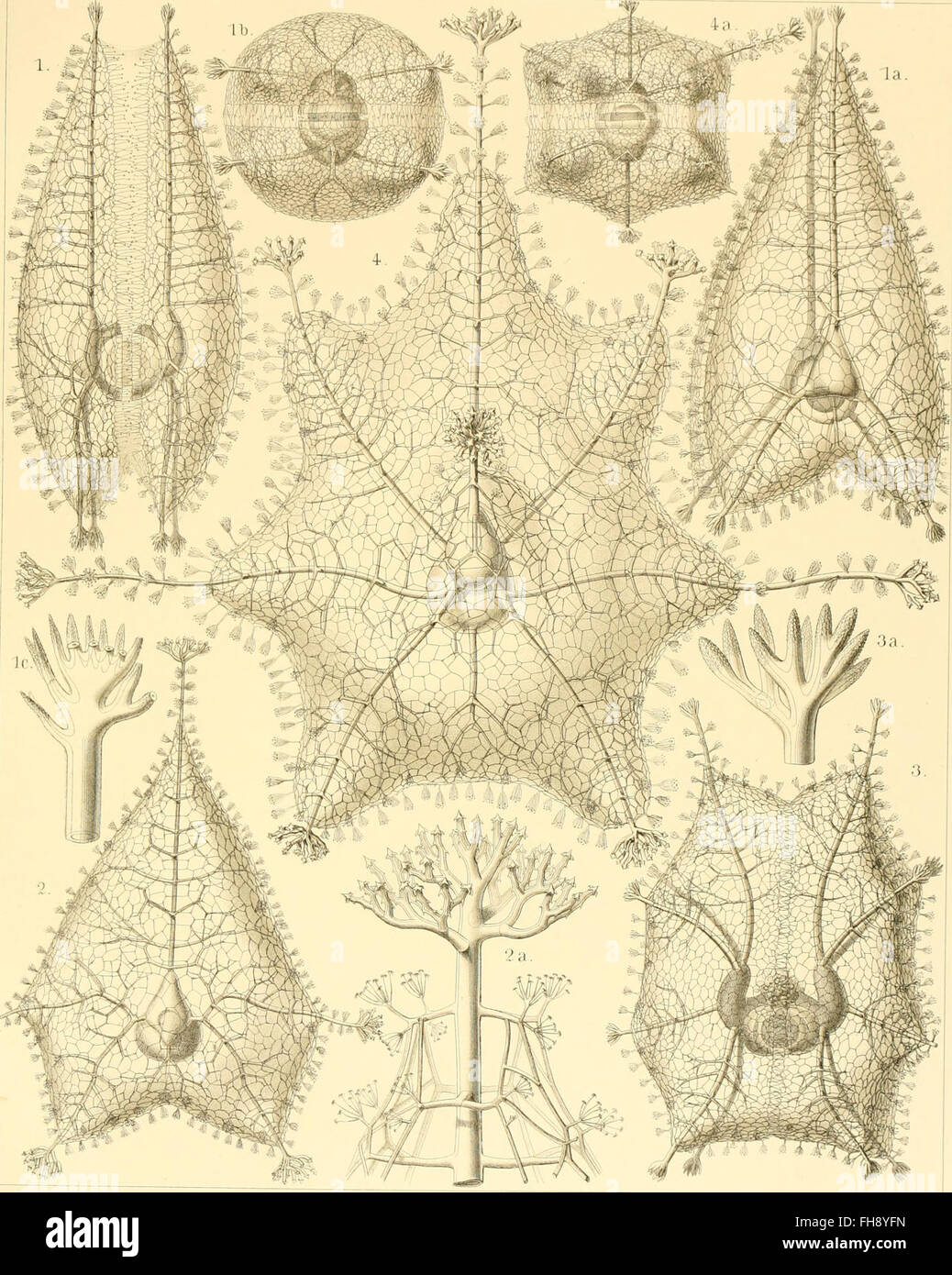 Monographie sur les radiolaires (Rhizopoda radiaria), axée sur leur ...