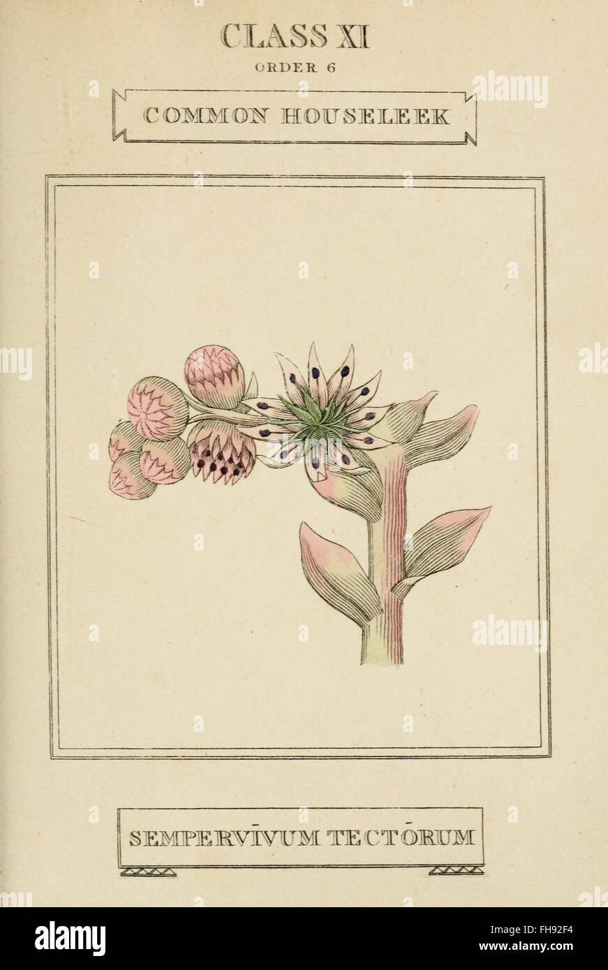 Un travail sur les fondamentaux de la botanique, axé sur la ...