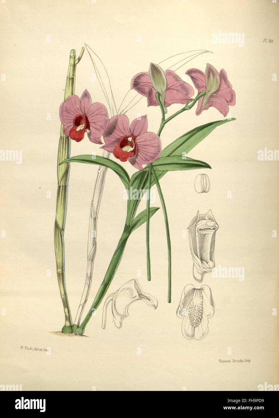 Un deuxième siècle de plantes orchidacées, détaillant l'étude et la ...
