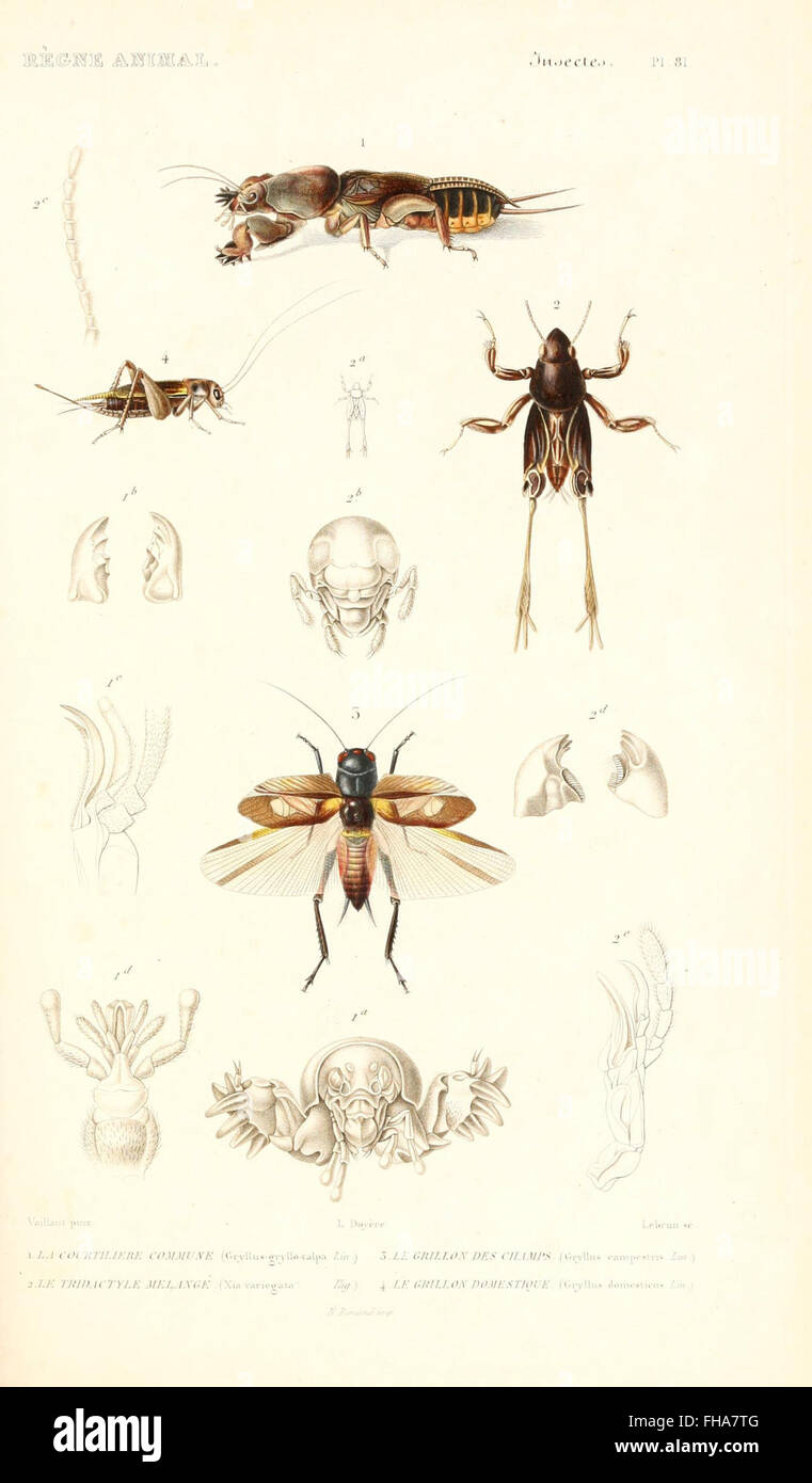 Un travail détaillant la classification et l'organisation du règne ...