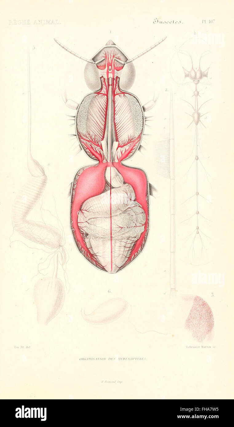 Une étude zoologique sur l'organisation et la classification du règne ...