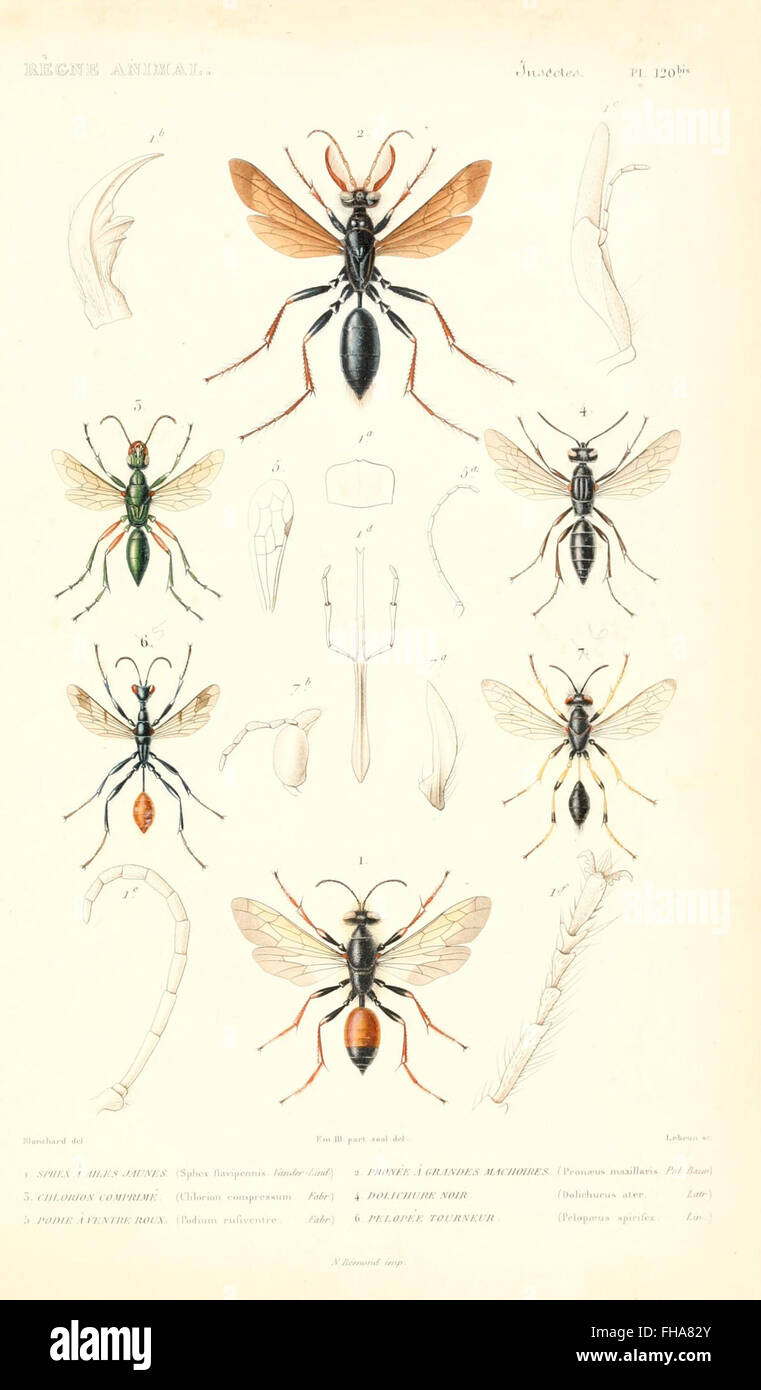 Une étude du règne animal, classé selon son organisation, explorant les ...