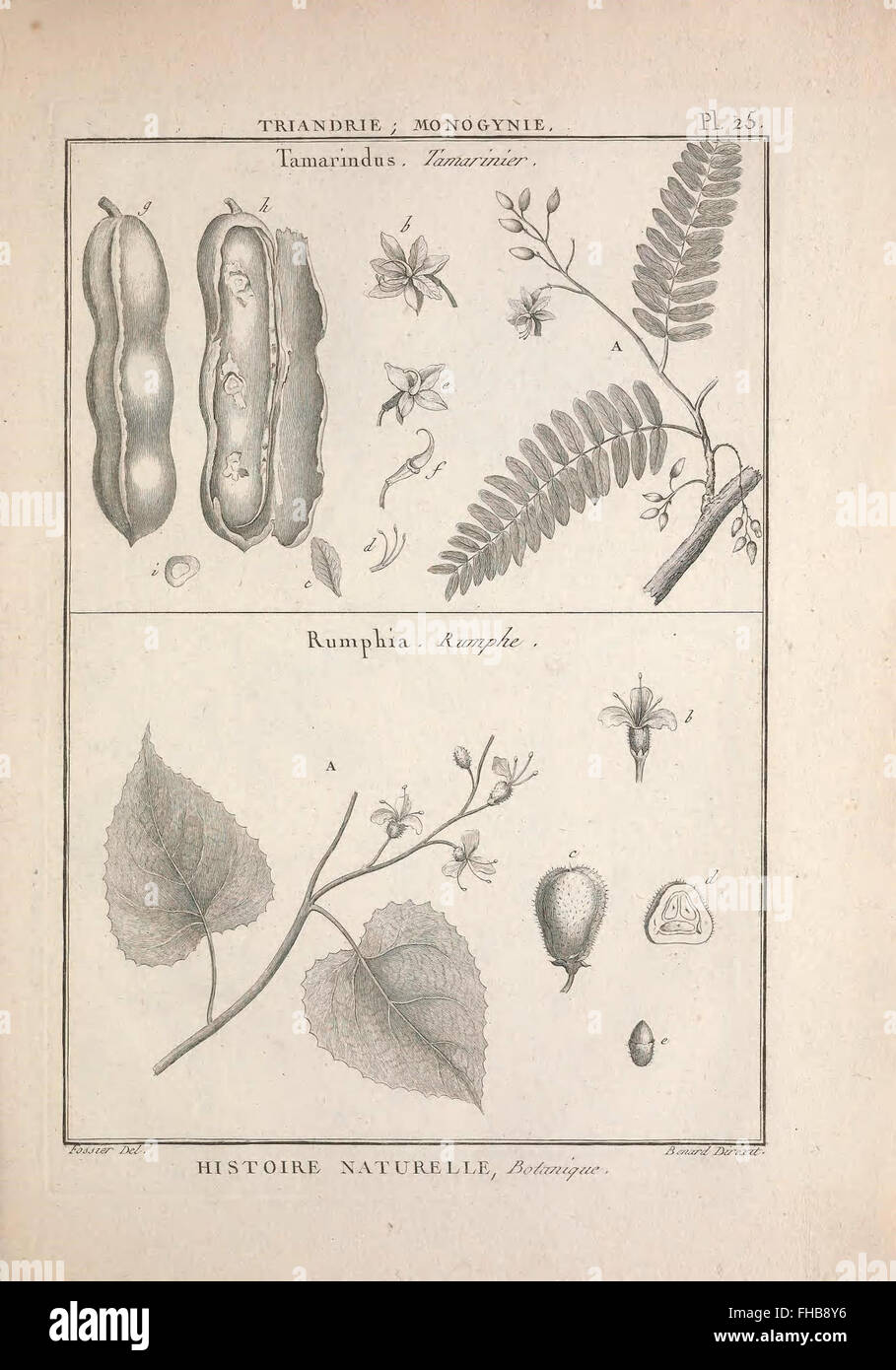 Tableau encyclopédique et systématique des trois règnes de la nature ...