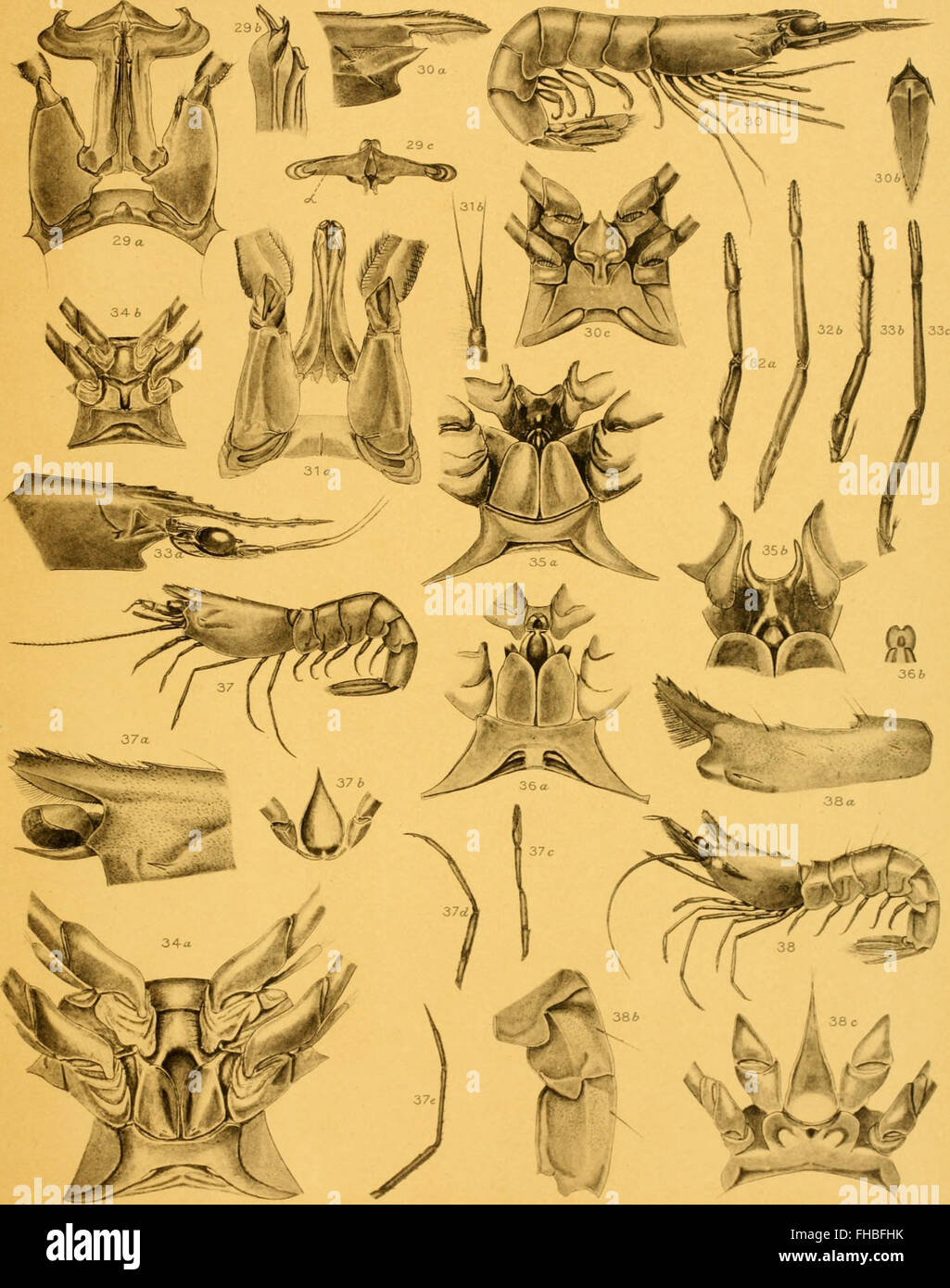 Le Décapode de l'expédition Siboga (1911), une étude scientifique ...