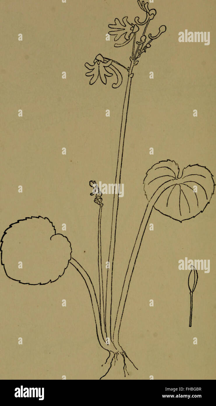 Une étude botanique de 1915 documentant la flore unique des sommets des ...