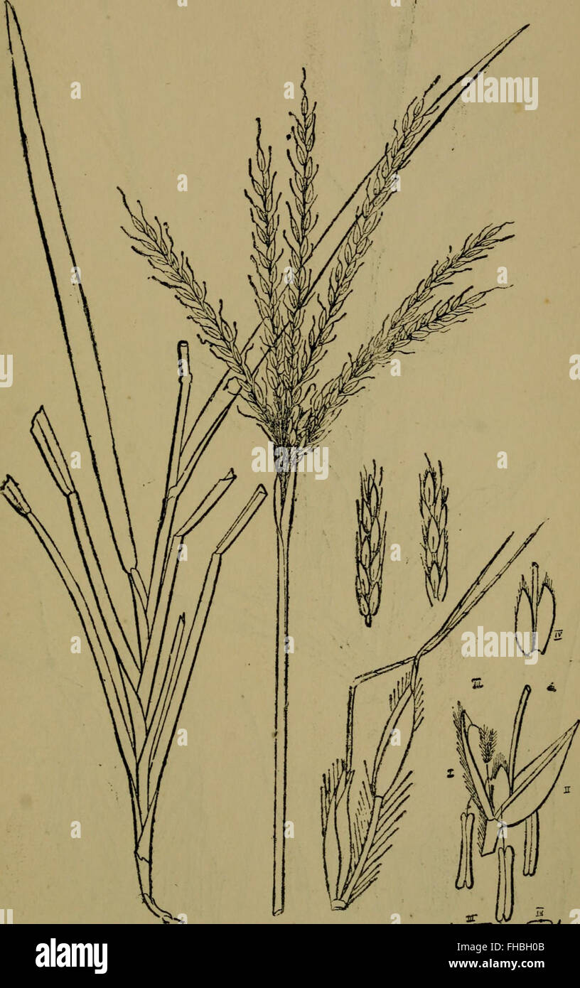 Un ouvrage de 1915 documentant la flore des collines de Nilgiri et ...