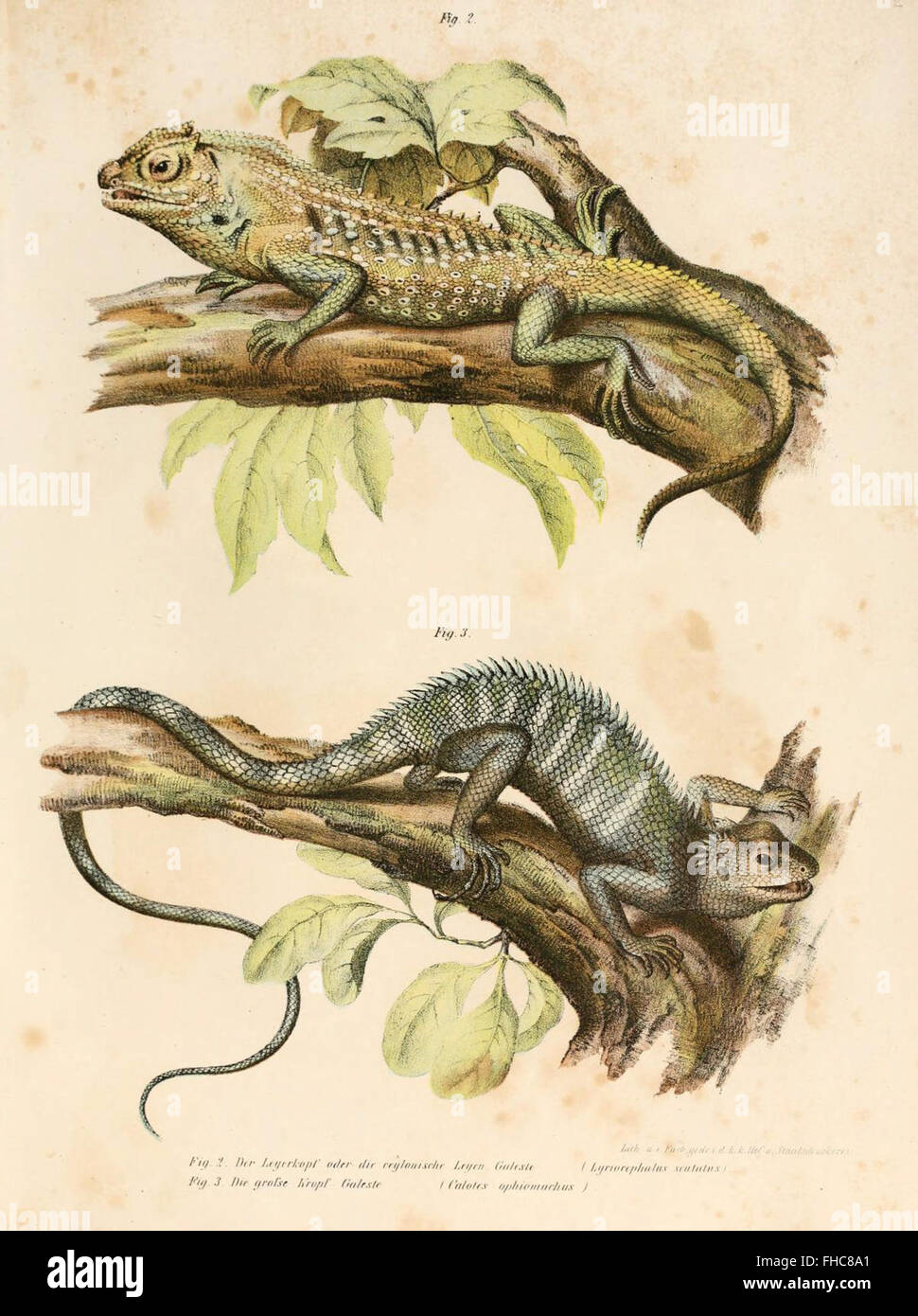 atlas pictural de l'histoire scientifique et populaire des vertébrés ...