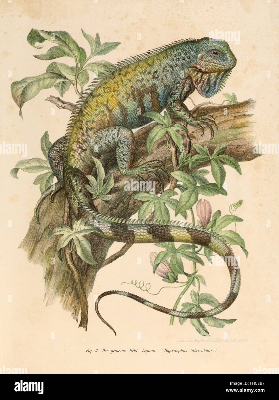 Le Bilder-Atlas to Vertebrate Natural History présente des ...