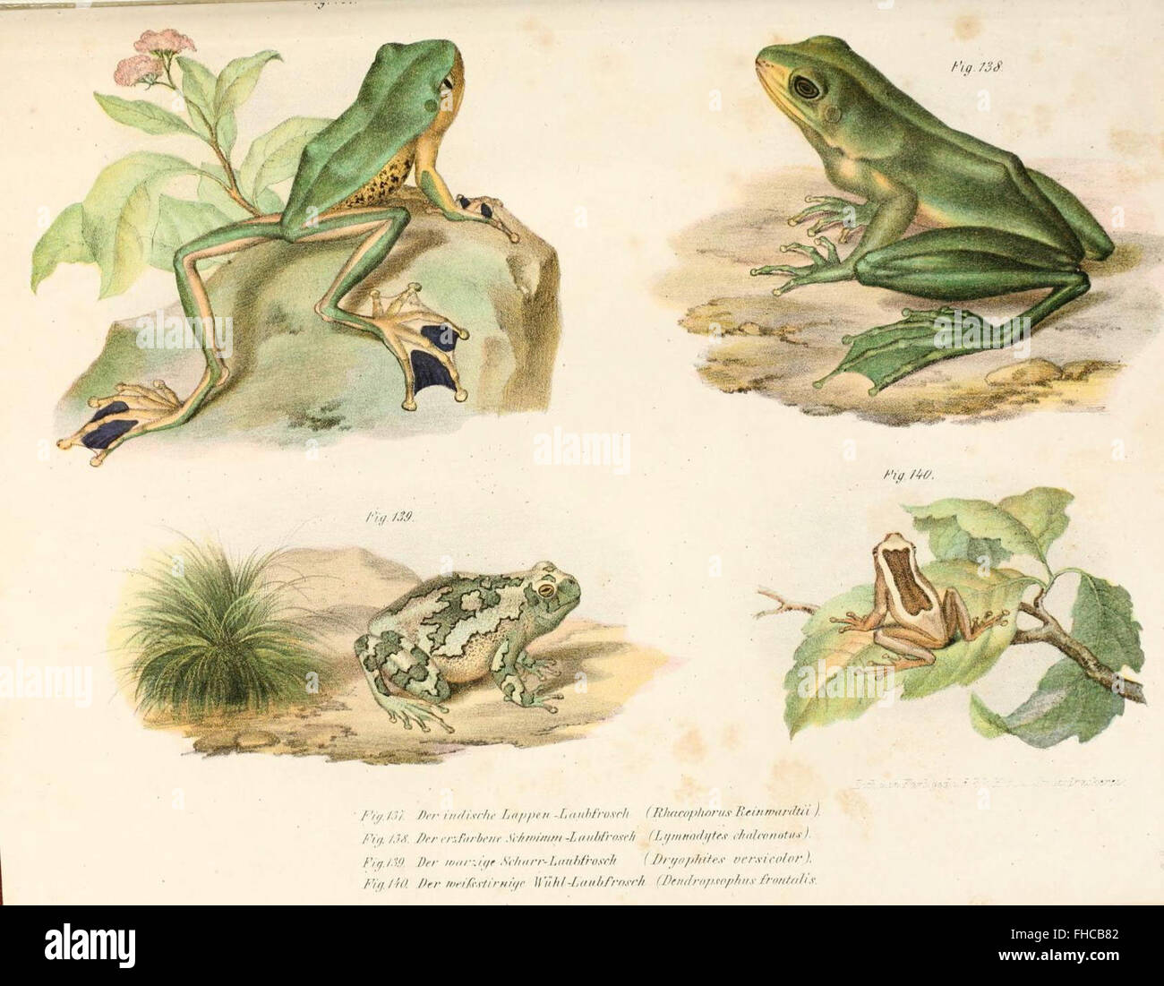 Bilder-Atlas zur wissenschaftlich-populären Naturgeschichte der ...