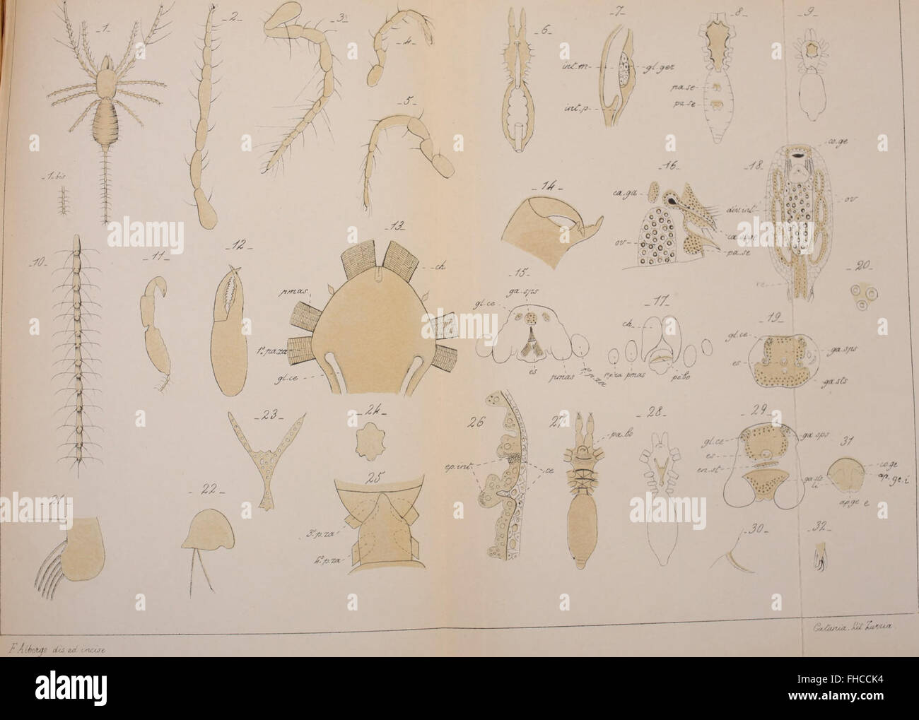 Un bulletin de la Società Entomologica Italiana en 1886, documentant ...