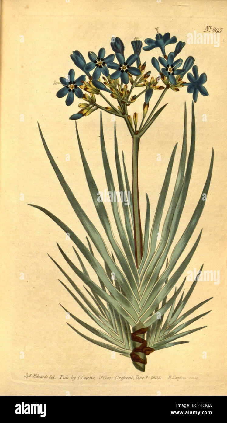 Curtis's Botanical Magazine est une revue botanique de longue date qui ...