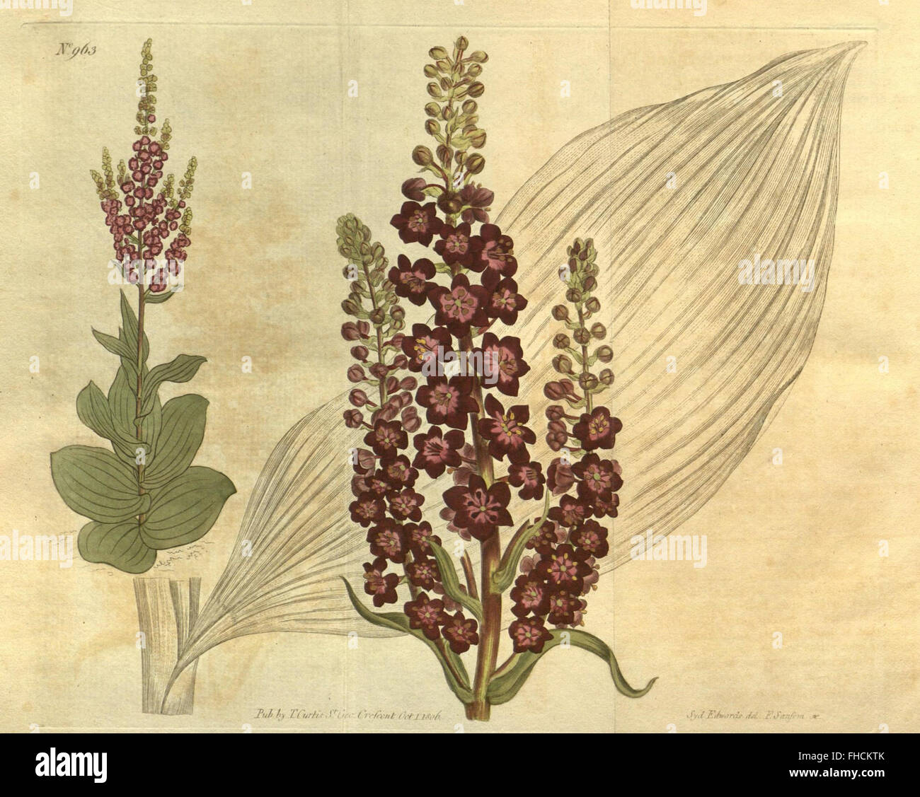 Curtis's Botanical Magazine est un périodique renommé axé sur l ...