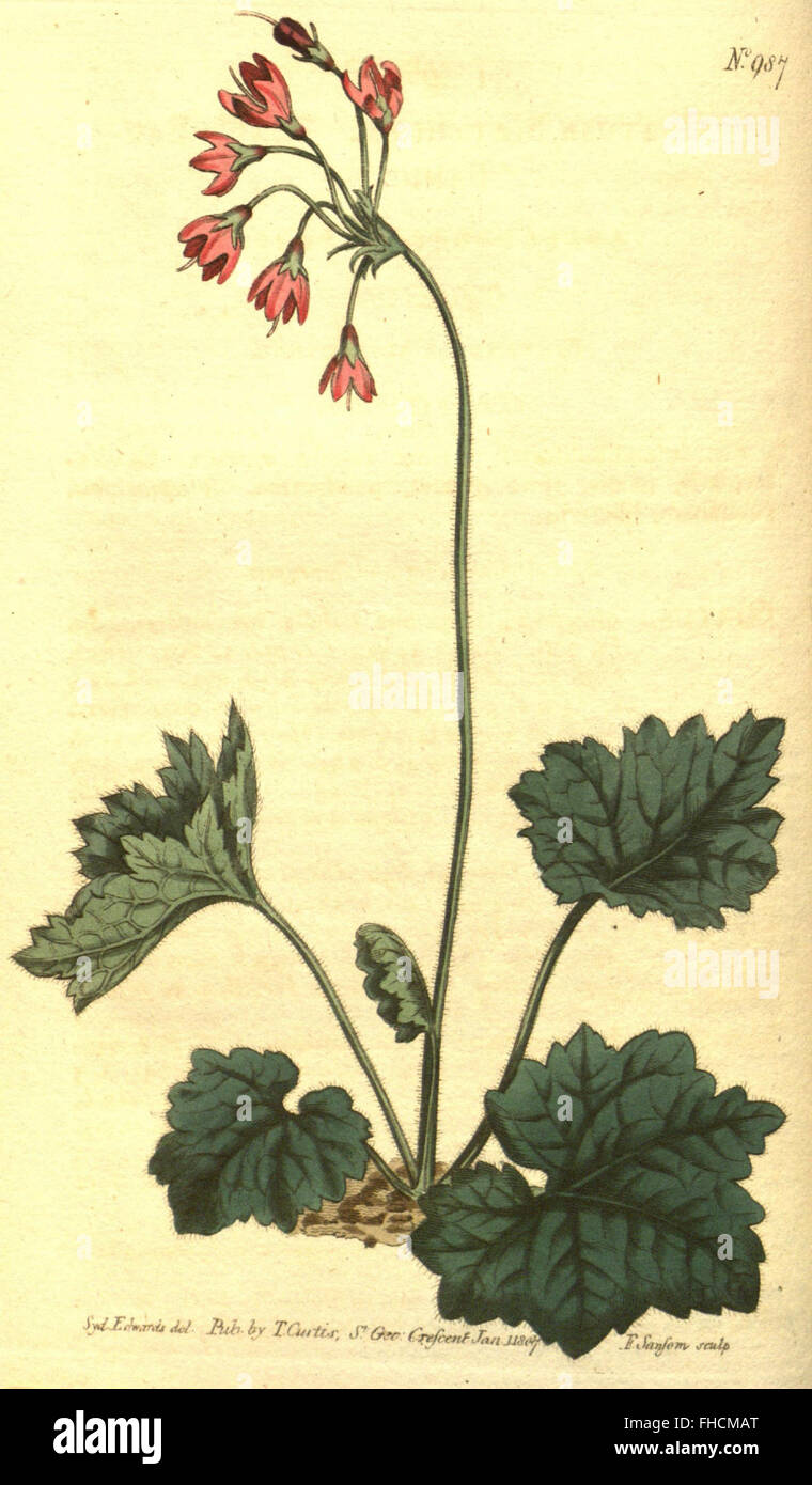 Curtis's Botanical Magazine, un périodique botanique influent, offrant ...