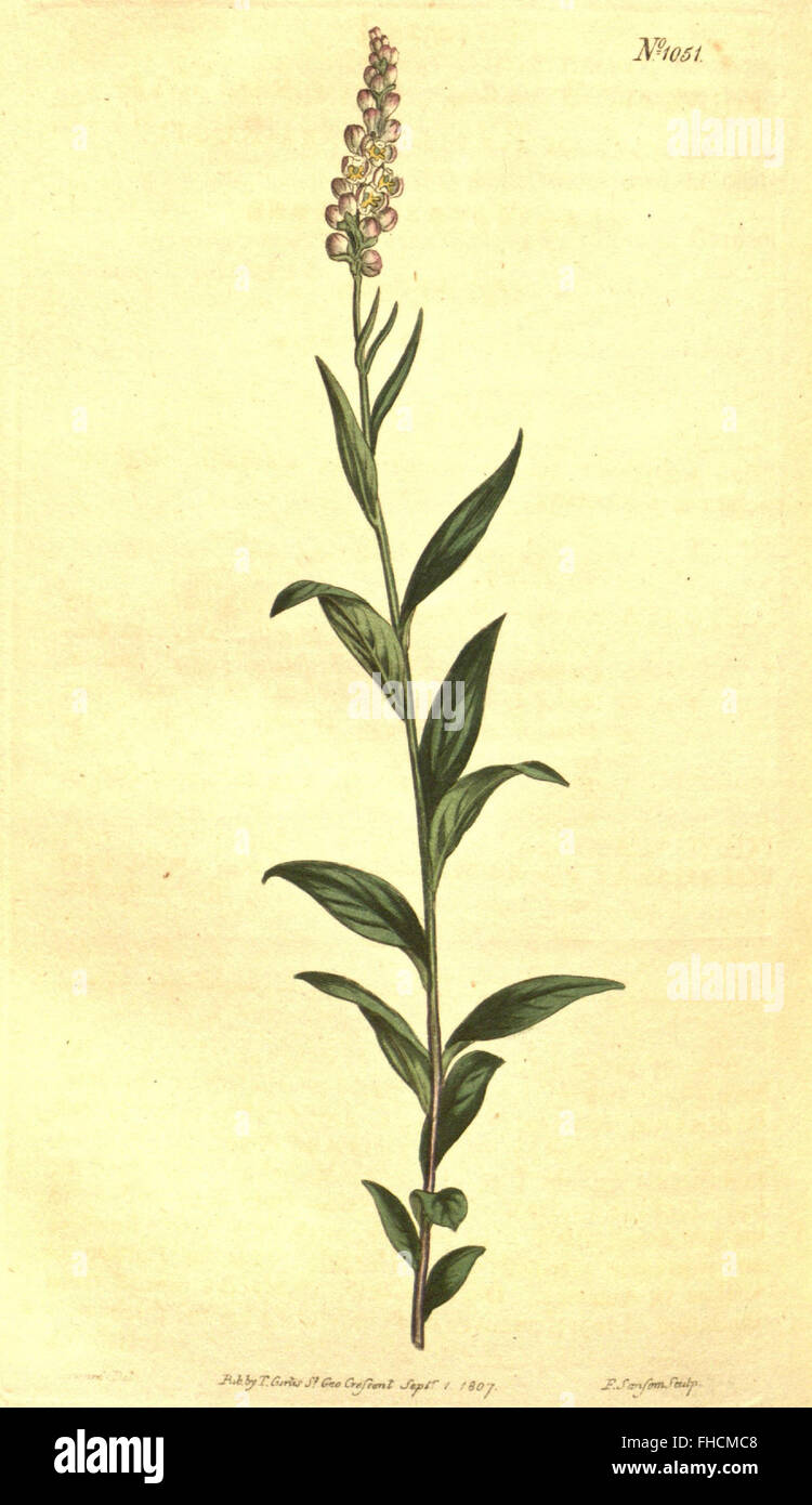 Un périodique botanique renommé présentant des illustrations détaillées ...