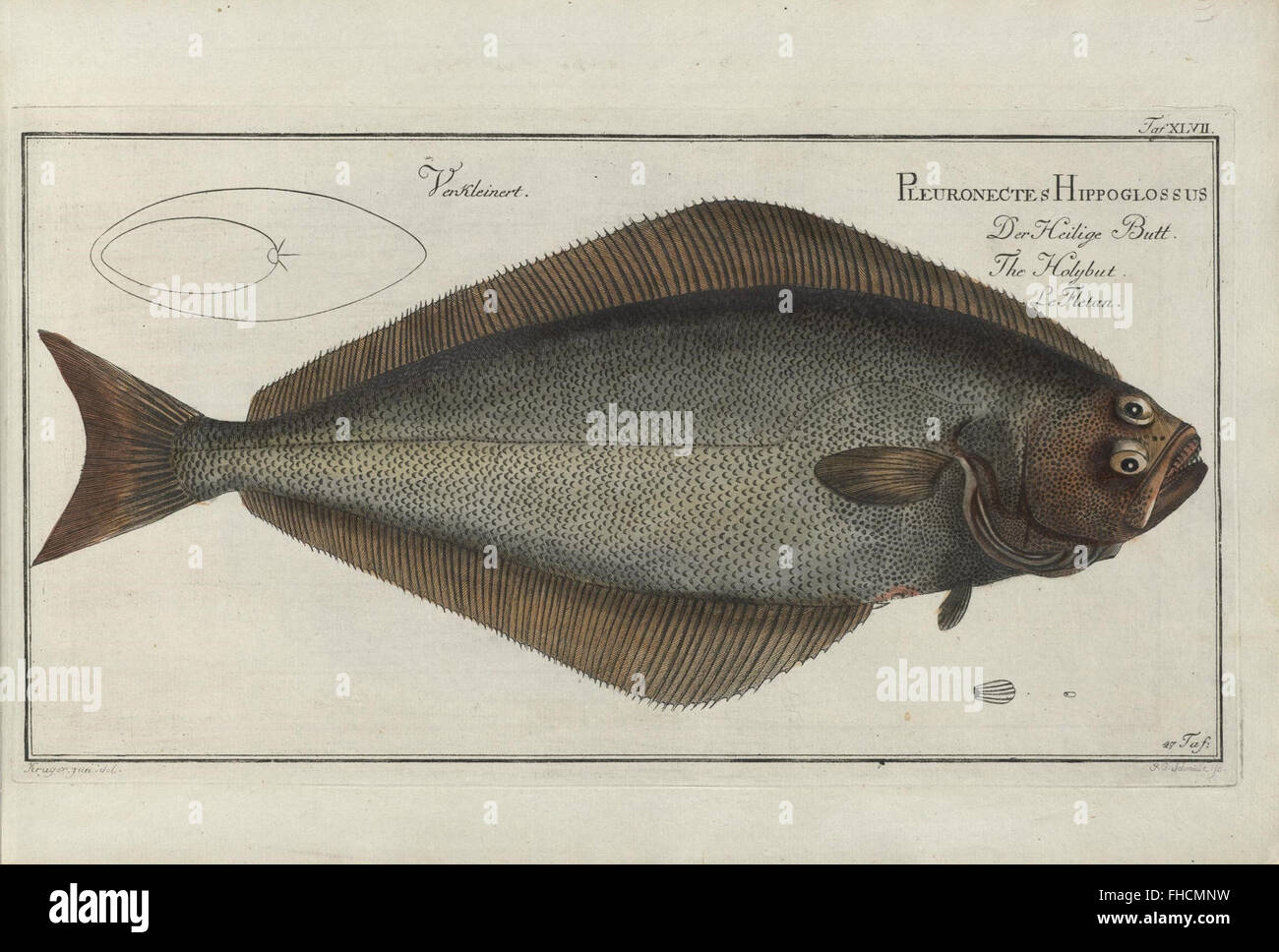Les travaux de D. Marcus Elieser Bloch sur l'histoire naturelle ...
