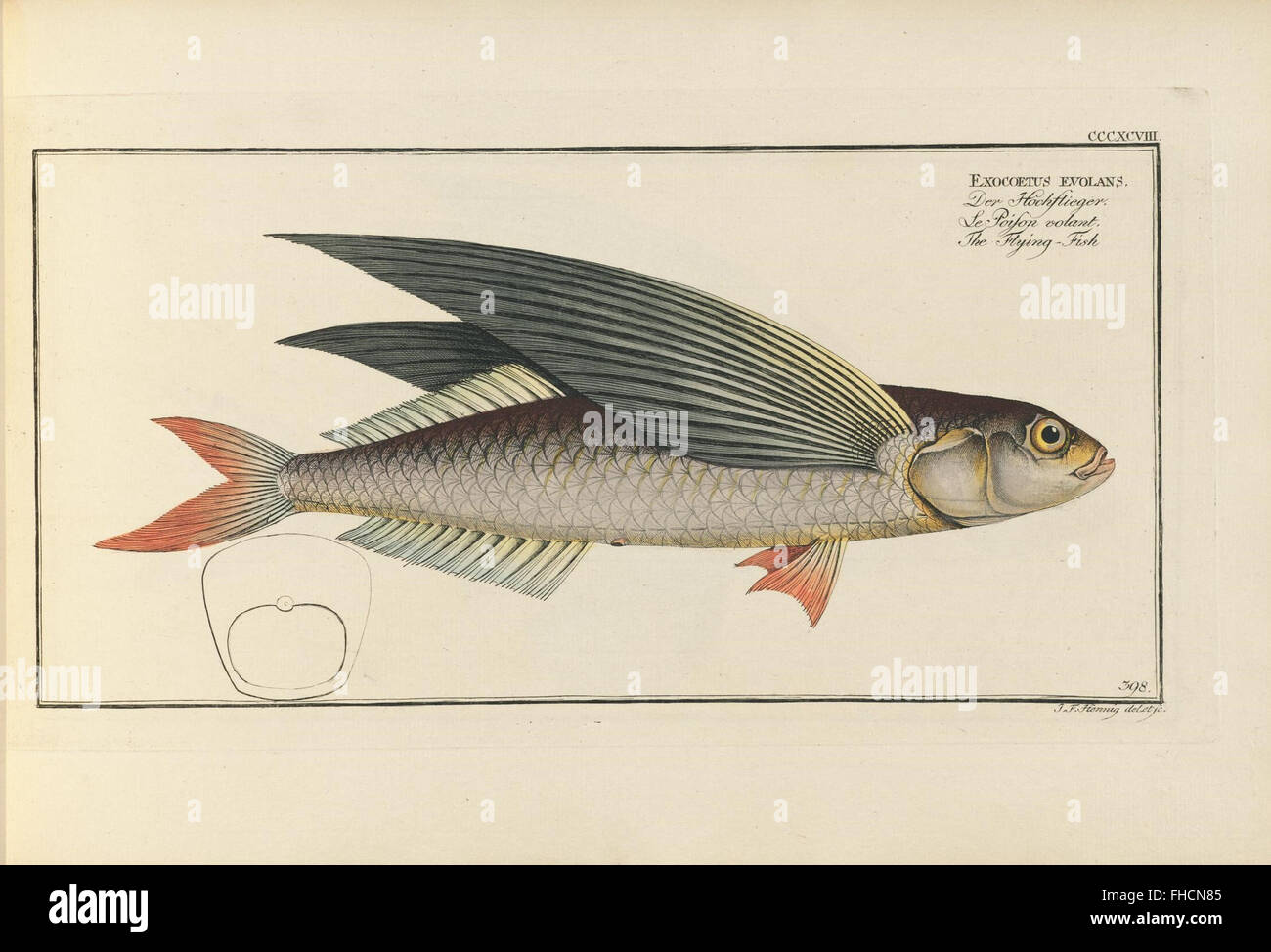 D. Marcus Elieser Bloch's Oeconomische Naturgeschichte der Fische ...