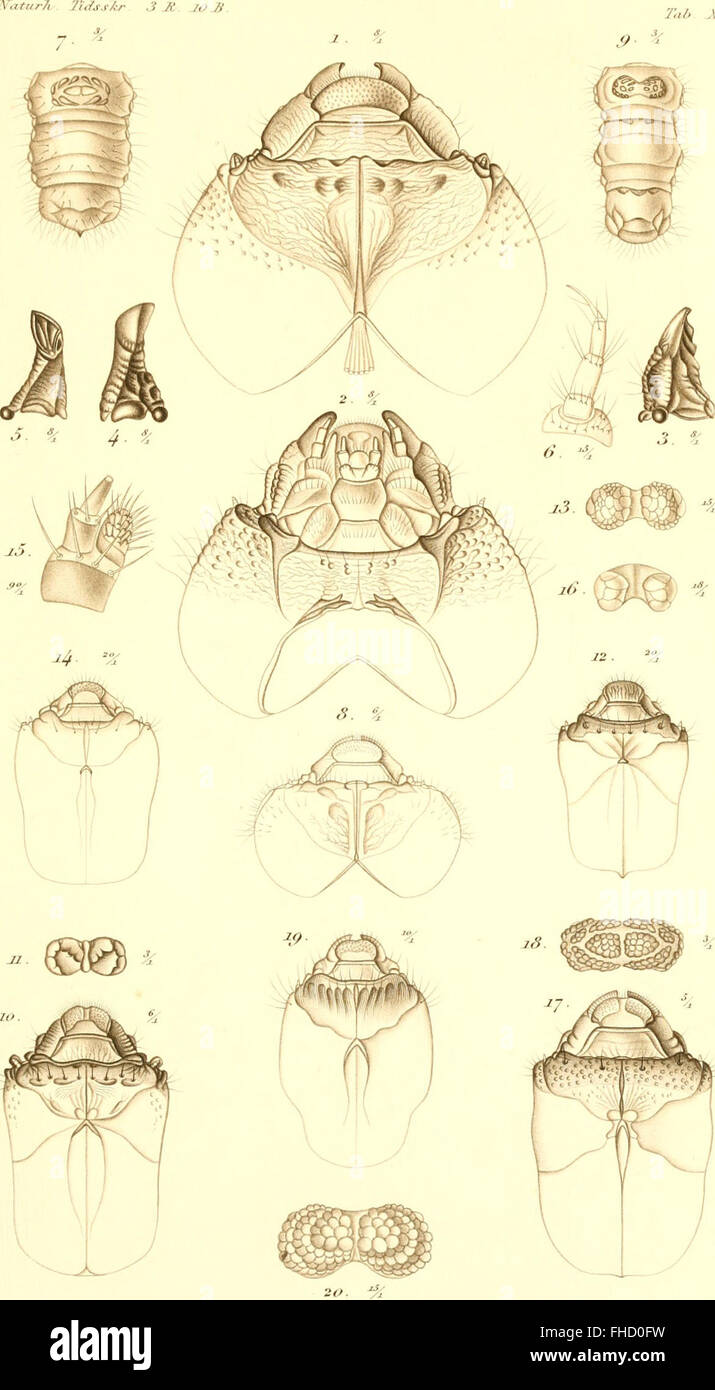 Cette étude de 1861 sur la métamorphose des insectes détaille les ...