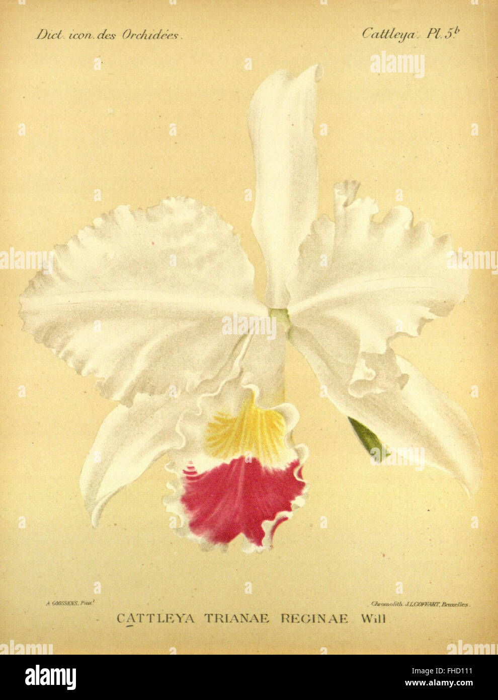 Dictionnaire iconographique des orchidees', Un ouvrage de référence ...