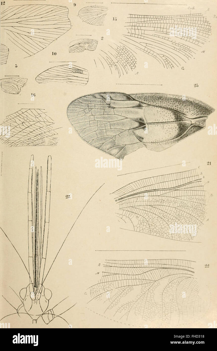 Un manuel de 1908 pour les paléontologues et les zoologistes axé sur ...