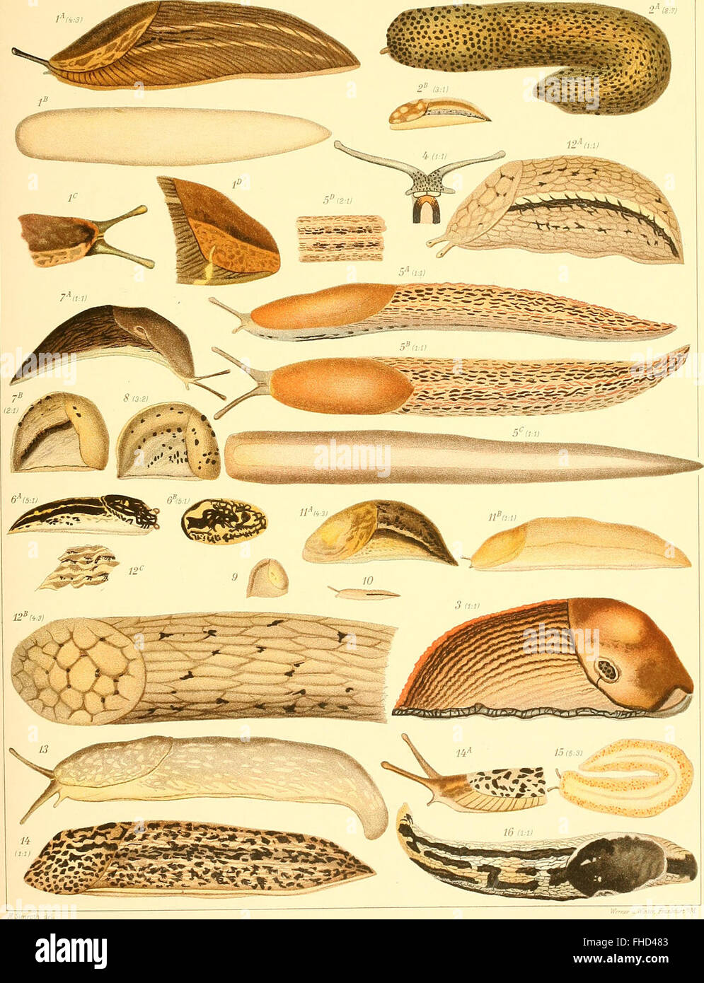 Cette étude de 1905 documente la répartition géographique de diverses ...