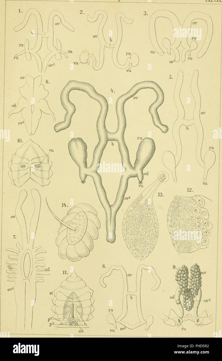 Les classes et ordres des arthropodes (1866), traité scientifique ...