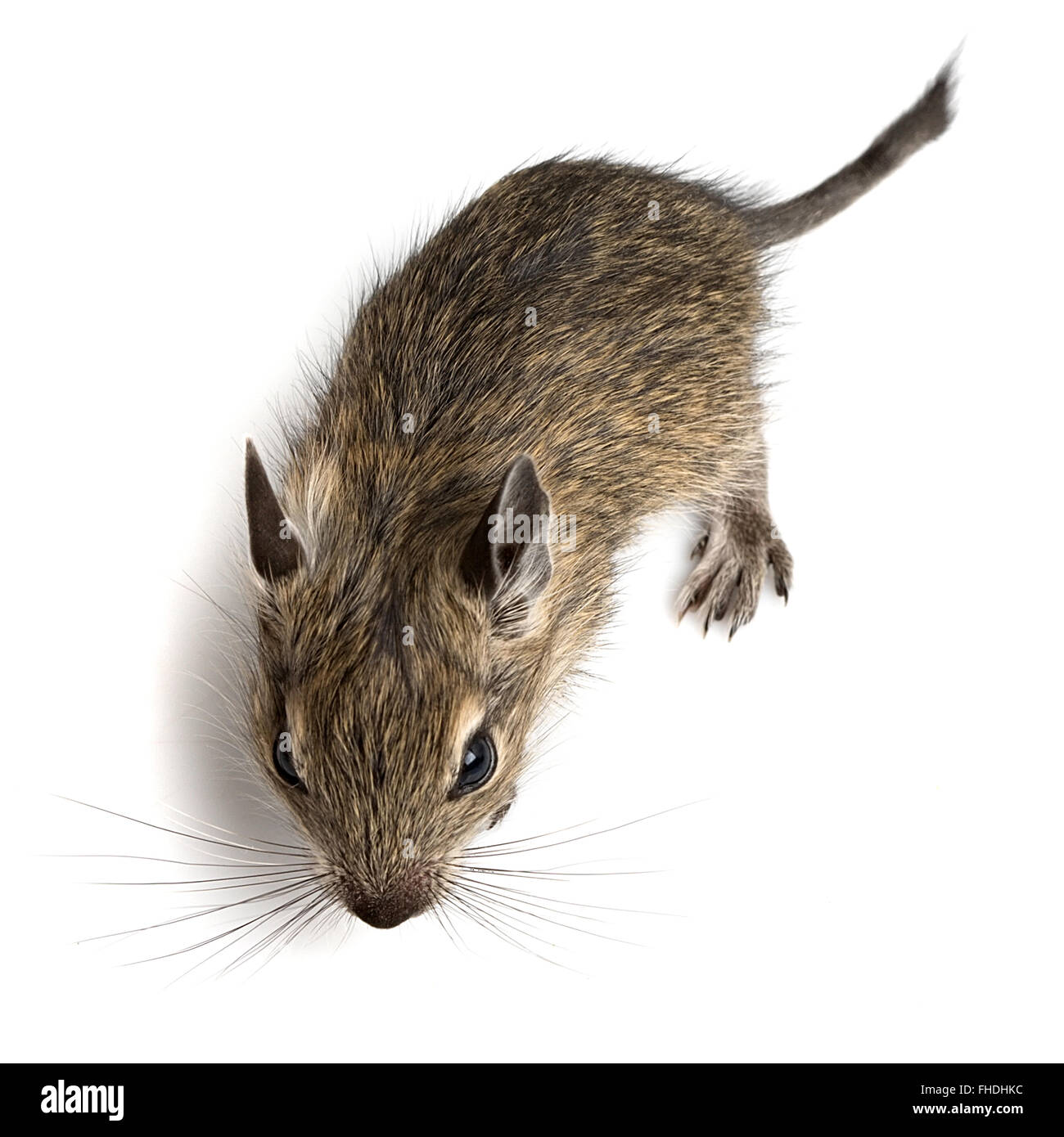 Baby hamster Banque de photographies et d’images à haute résolution - Alamy