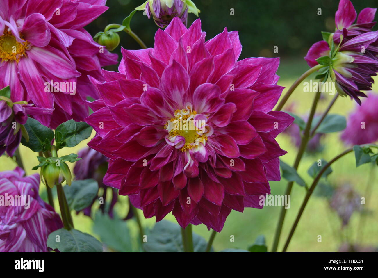 Fleurs rouges de rêve Banque de photographies et d’images à haute ...