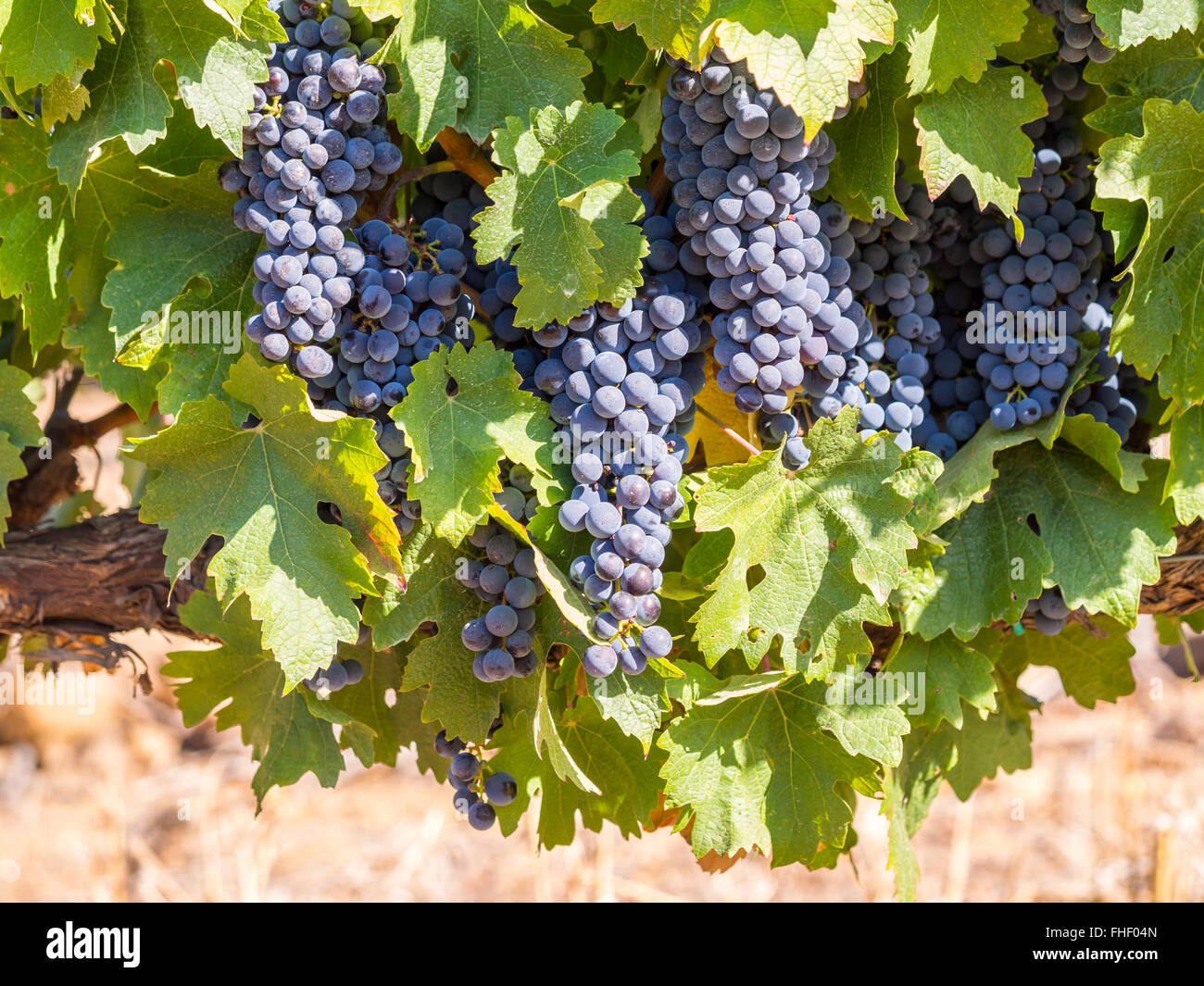 Grappe de raisin rouge raisin rouge Banque de photographies et d’images ...