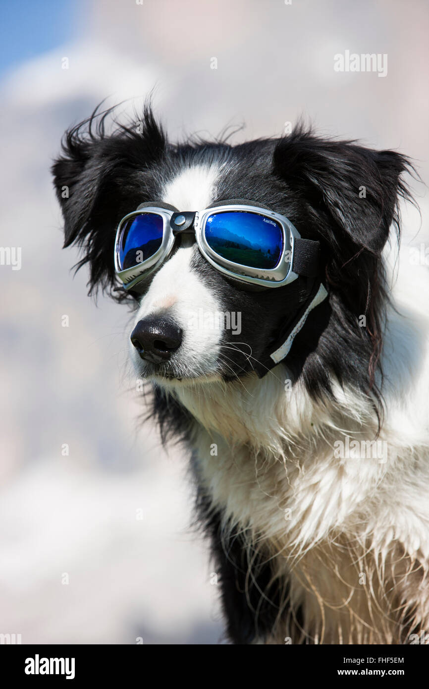 Border collie Banque de photographies et d’images à haute résolution ...