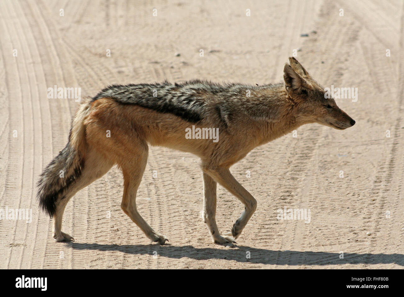 Afrique chacal Banque de photographies et d’images à haute résolution ...