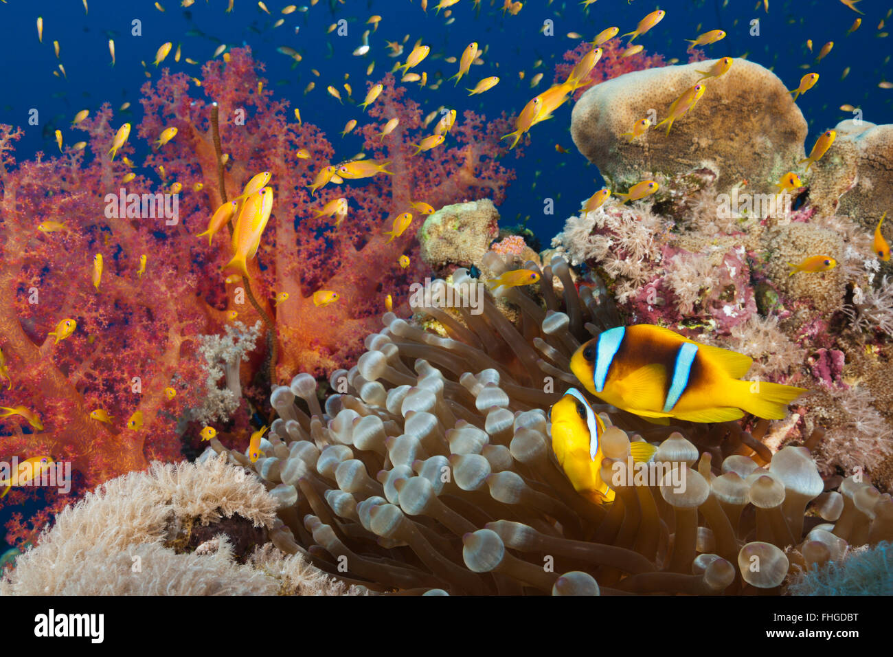 Red sea clownfish Banque de photographies et d’images à haute ...