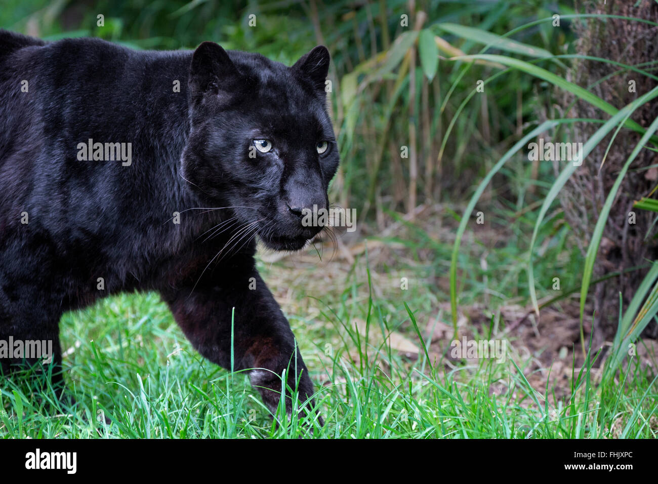 Black leopard panthera pardus leopard Banque de photographies et d ...
