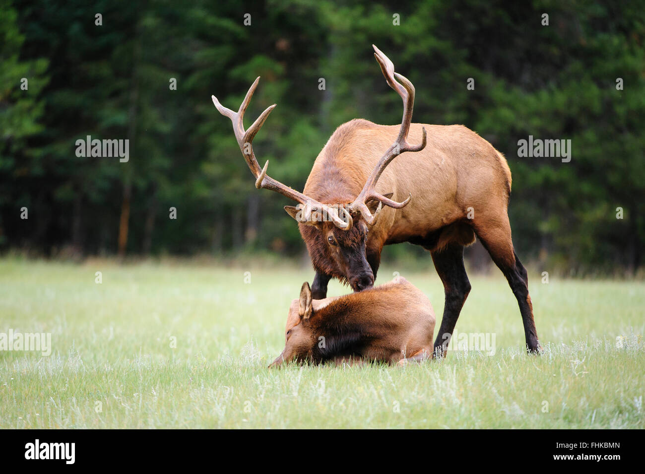 Vache accouplement avec taureau Banque de photographies et d’images à haute résolution - Alamy