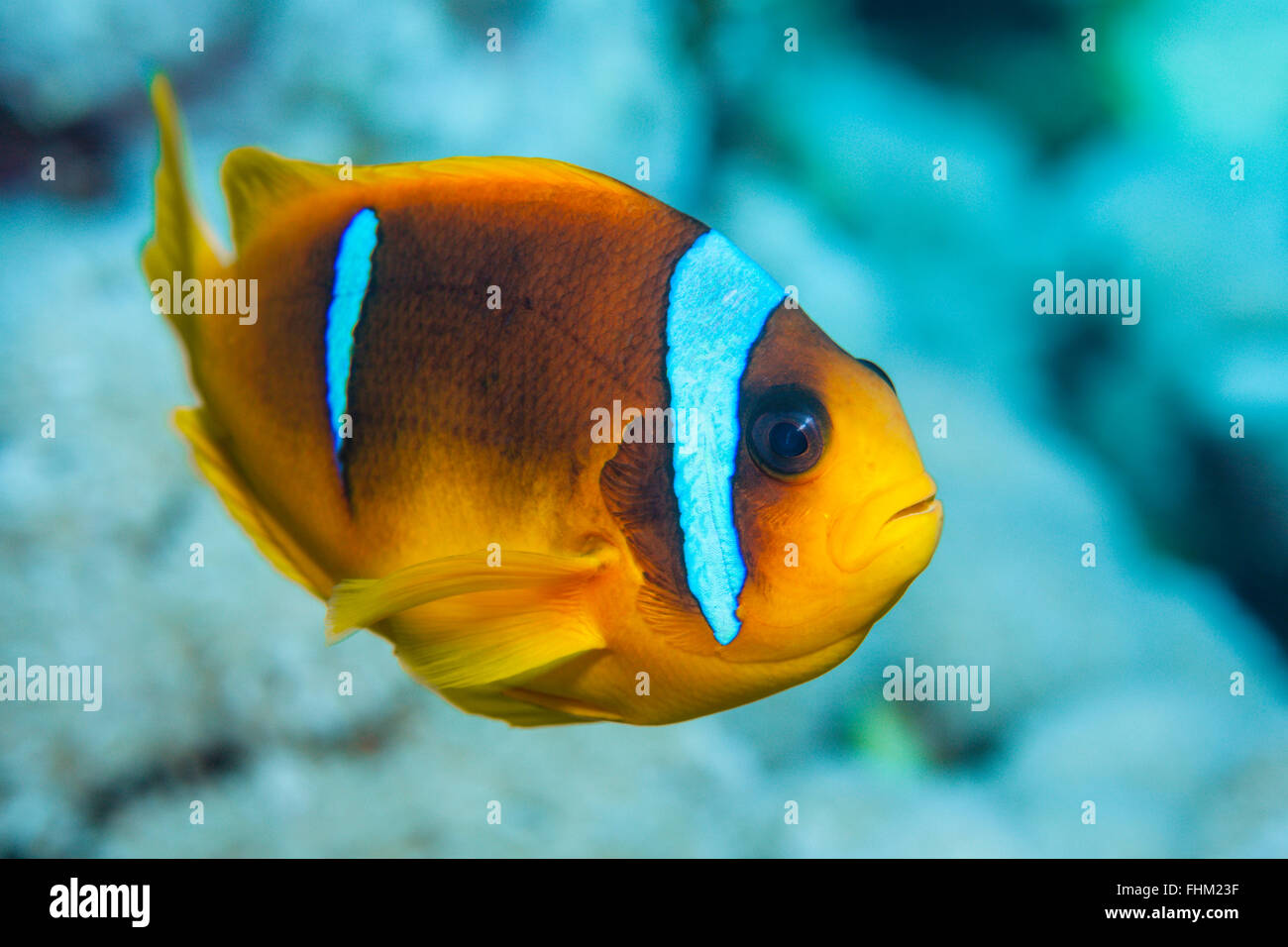 Twobar poisson clown Amphiprion bicinctus,, Shaab Rumi, Mer Rouge, au ...