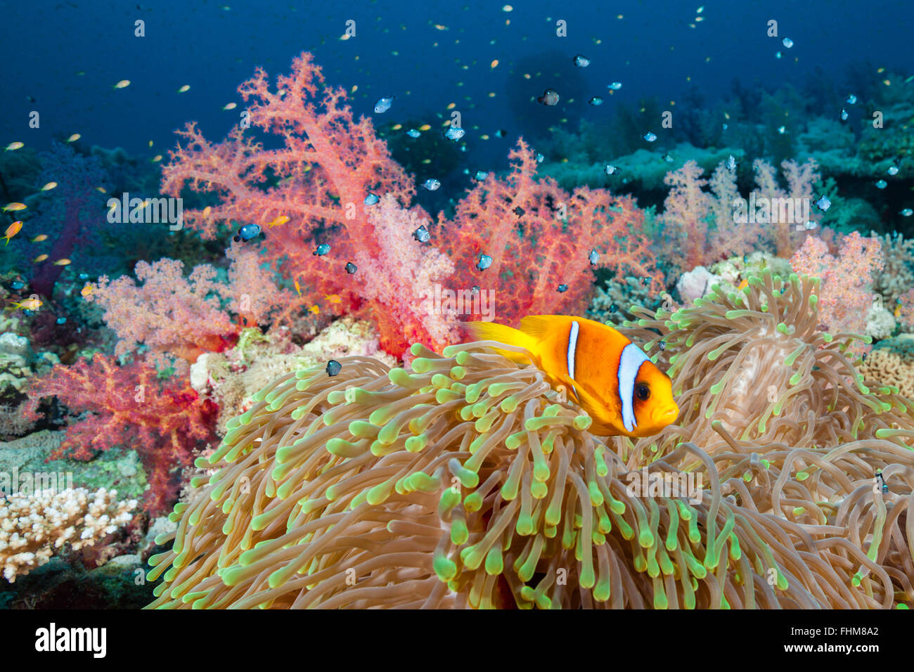 Poissons de récifs coralliens Banque de photographies et d’images à ...