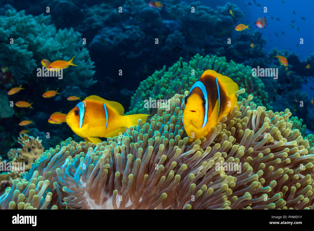 Red sea clownfish Banque de photographies et d’images à haute ...