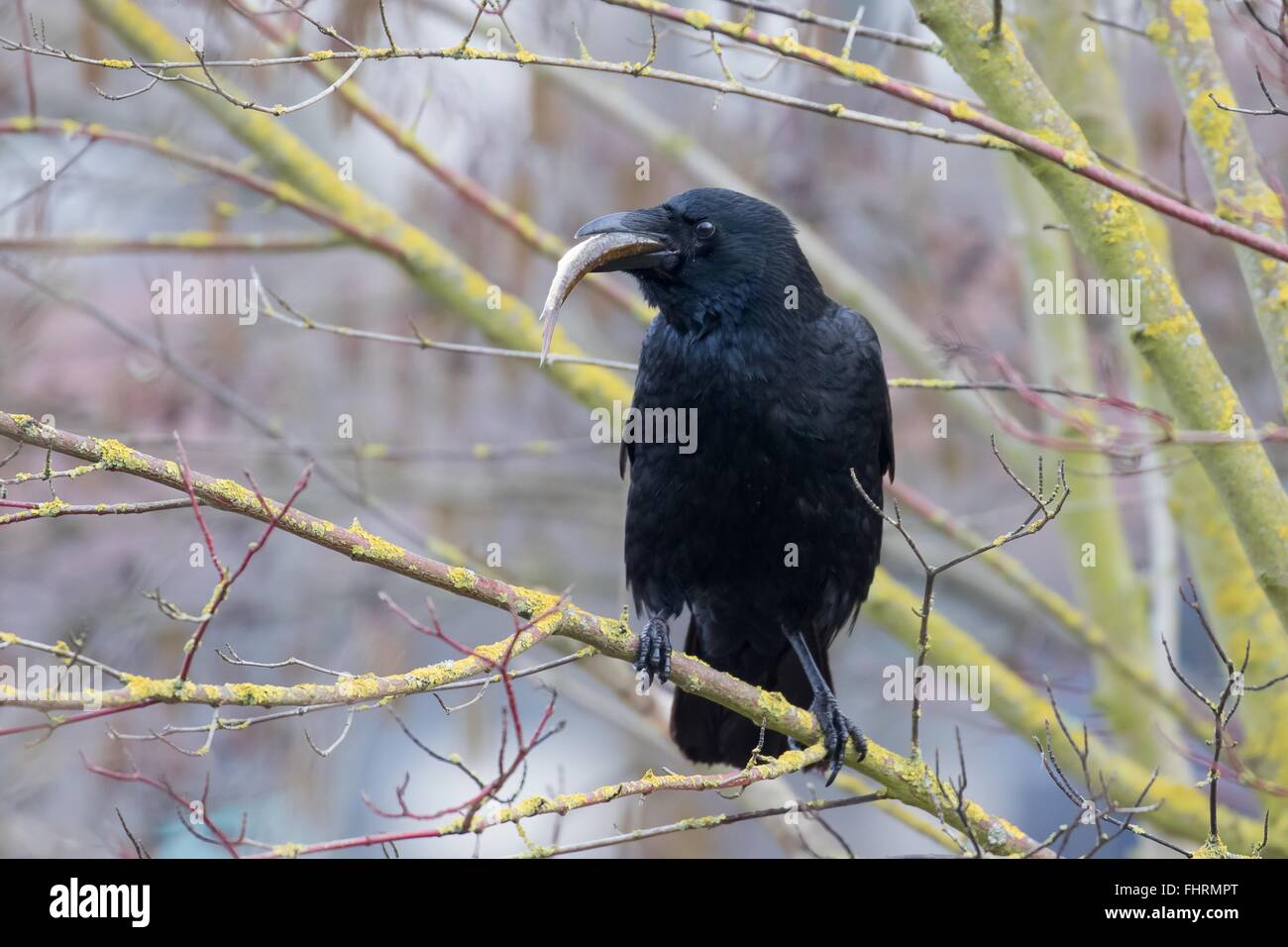Corbeau bec Banque de photographies et d’images à haute résolution - Alamy