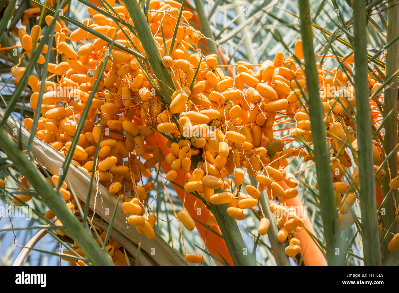 Arbre de dattes avec des fruits Banque de photographies et d’images à ...