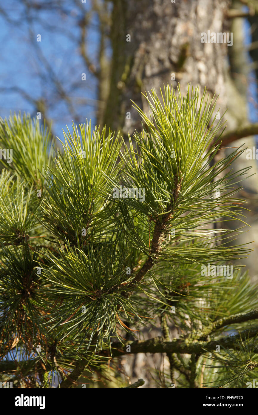 Arolla pin pins arbres pinus cembra Banque de photographies et d’images ...