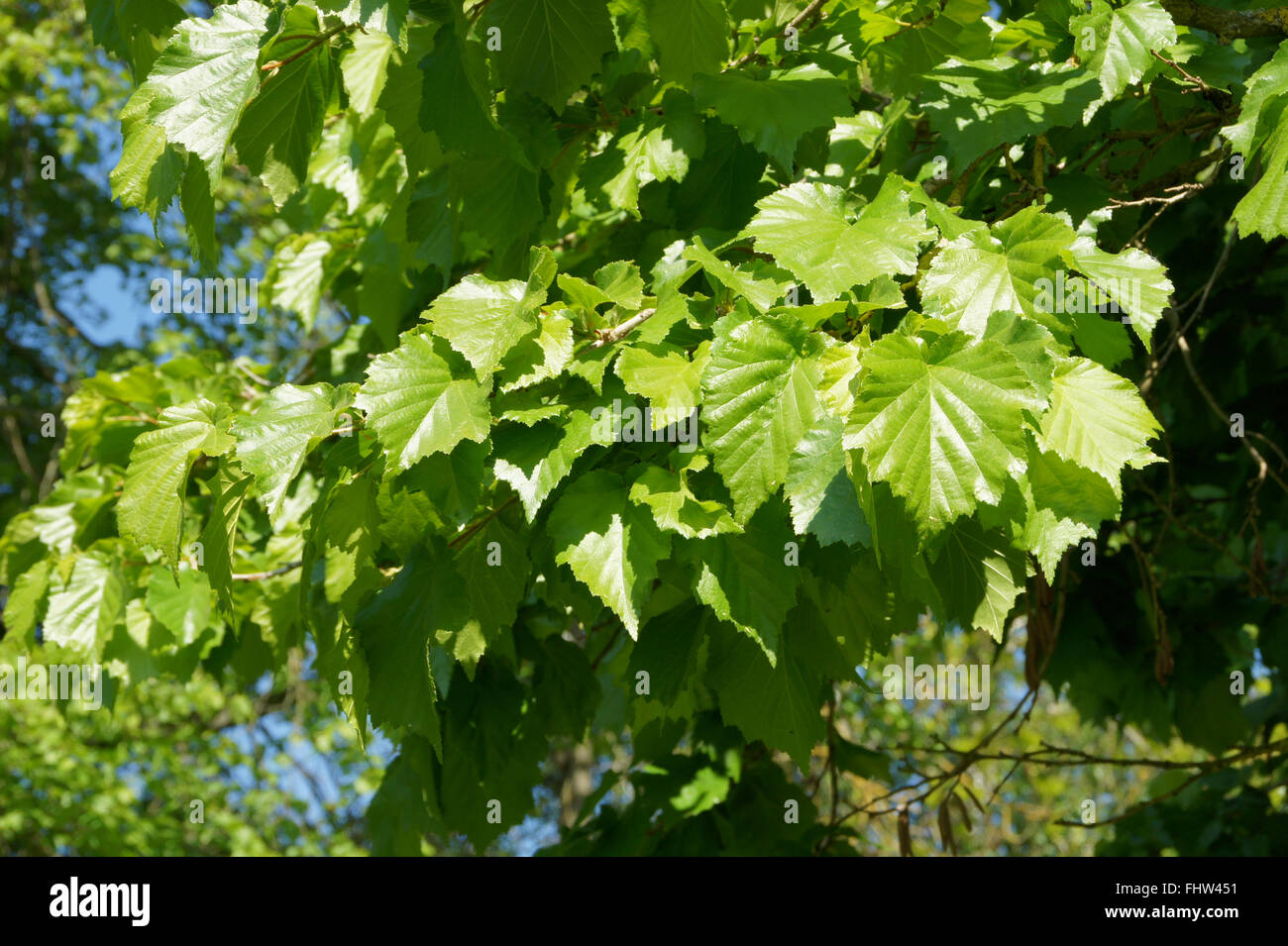 Corylus colurna Banque de photographies et d’images à haute résolution ...