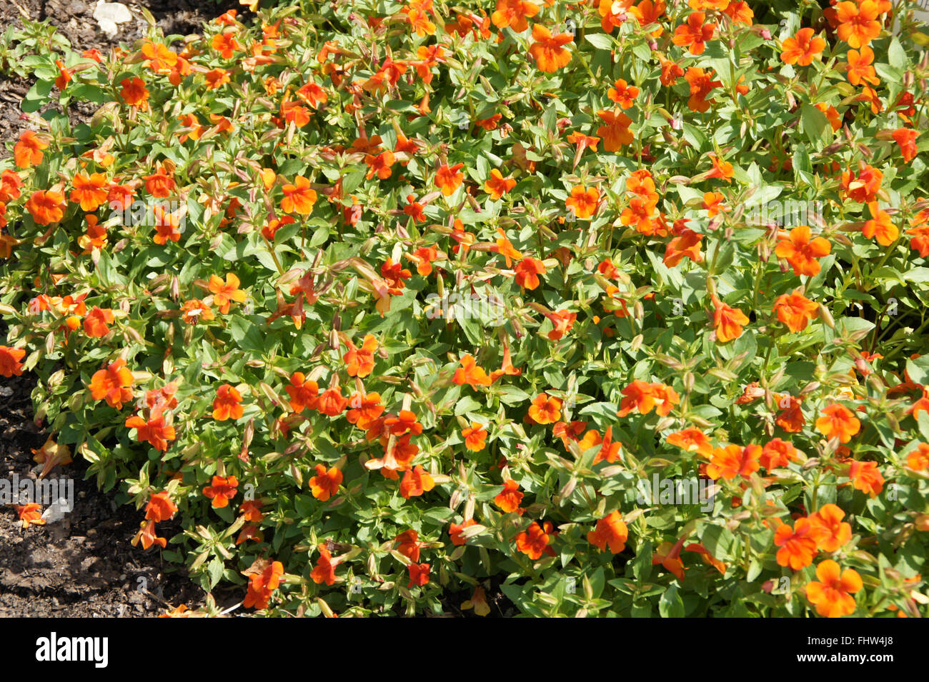 Red monkey flower Banque de photographies et d’images à haute ...