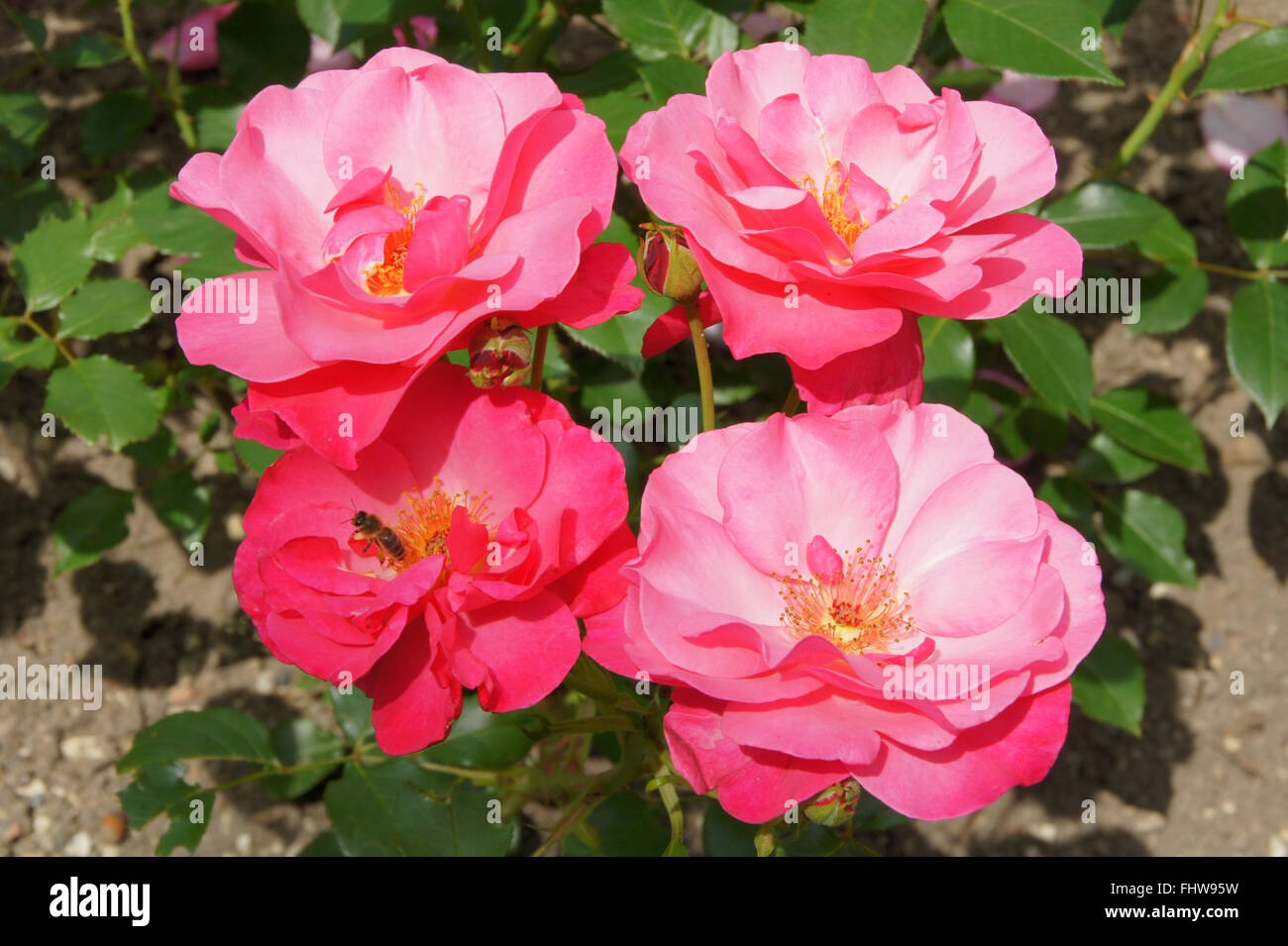 Les soeurs de dolly Banque de photographies et d’images à haute ...