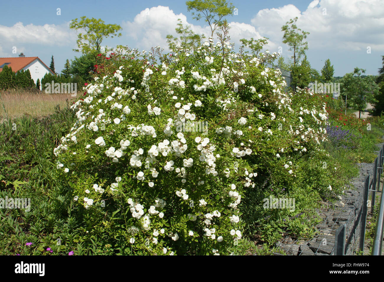 Rosa schneewittchen Banque de photographies et d’images à haute ...
