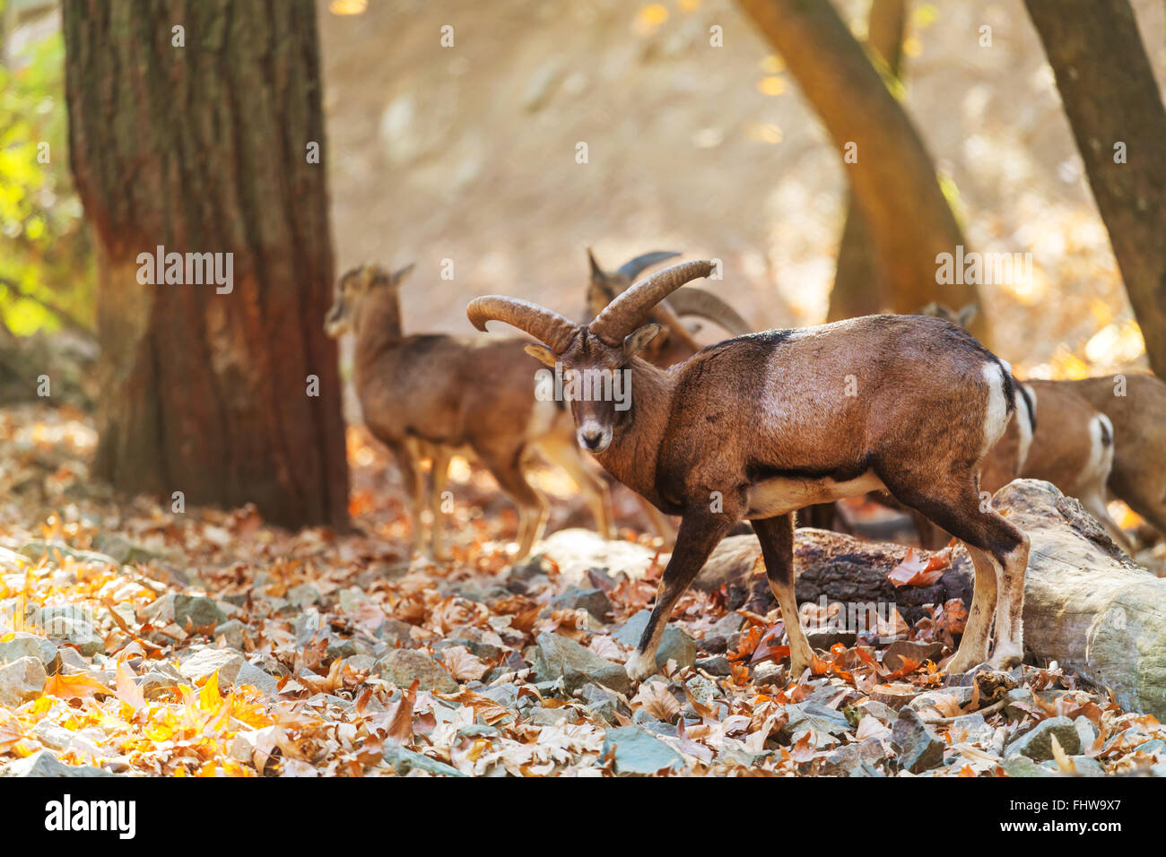 Chypre mouflon Banque de photographies et d’images à haute résolution ...