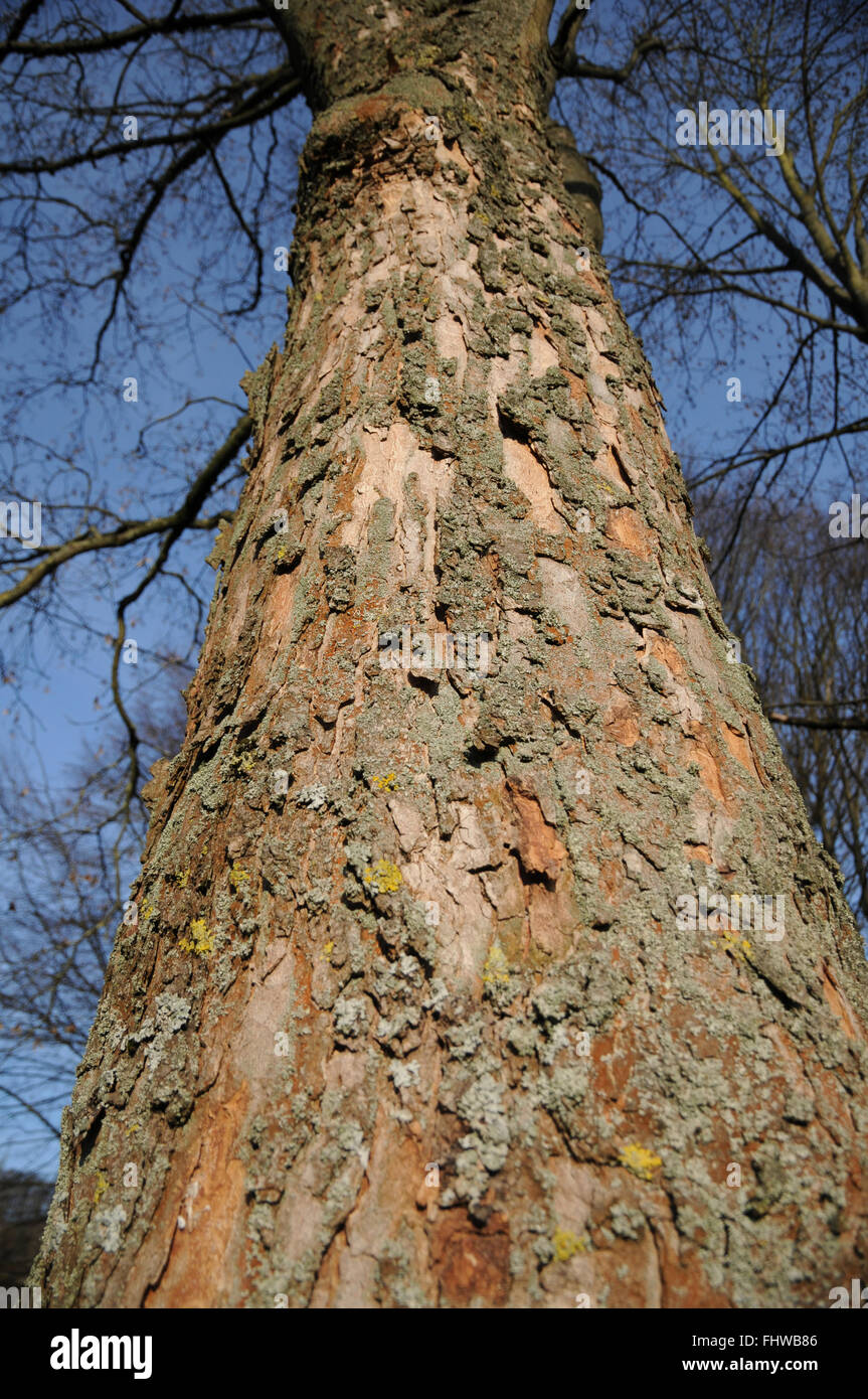 L'érable sycomore, Acer pseudoplatanus, écorce Photo Stock - Alamy