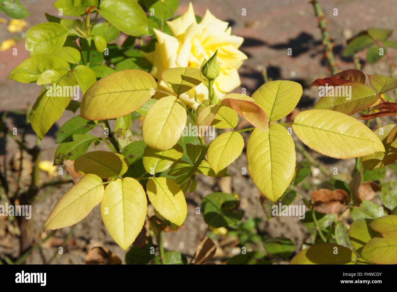 Chlorose foliaire Banque de photographies et d’images à haute ...