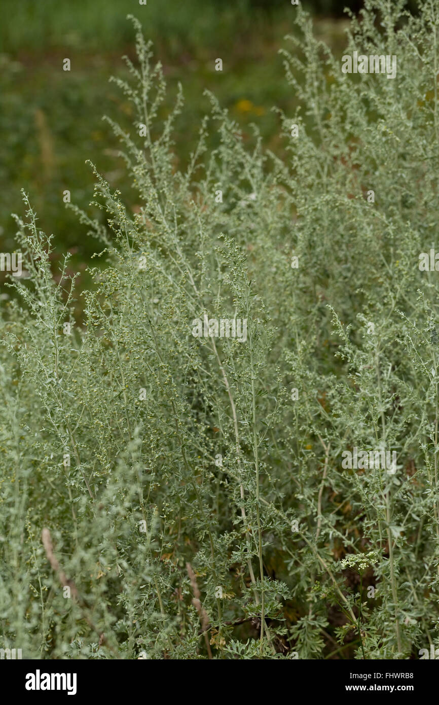Absinthe artemisia absinthium Banque de photographies et d’images à ...